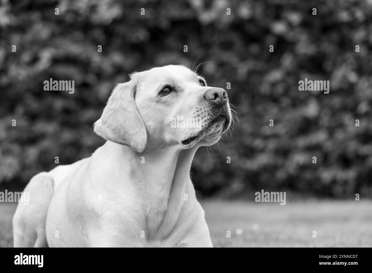 Labrador lawn Black and White Stock Photos & Images - Alamy
