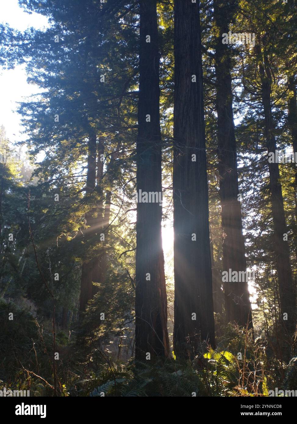 coast redwood (Sequoia sempervirens Stock Photo - Alamy