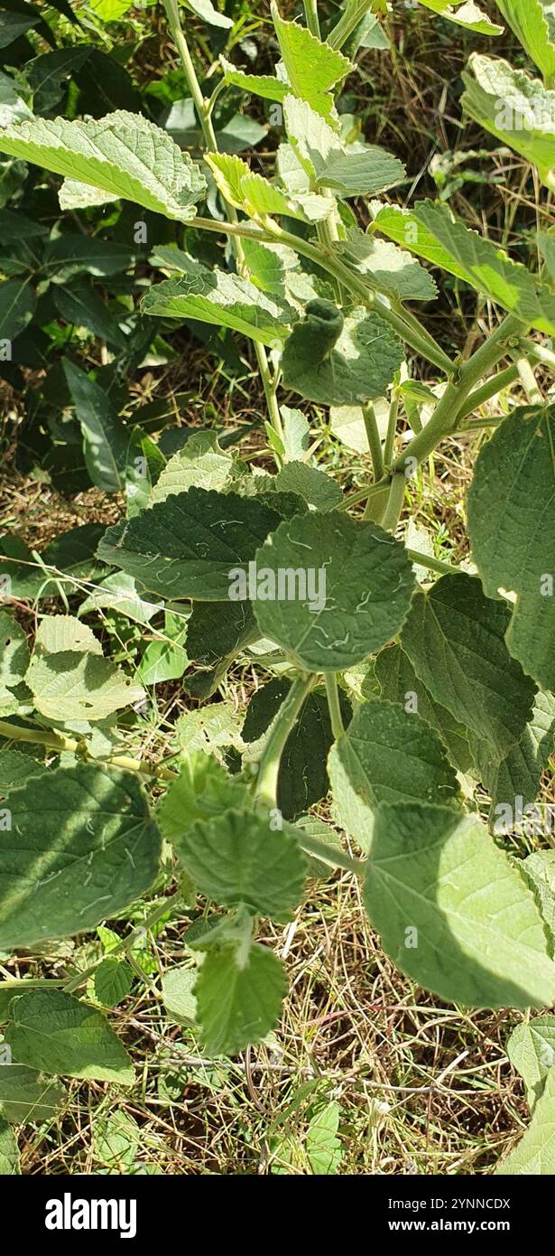 flannel weed (Sida cordifolia Stock Photo - Alamy