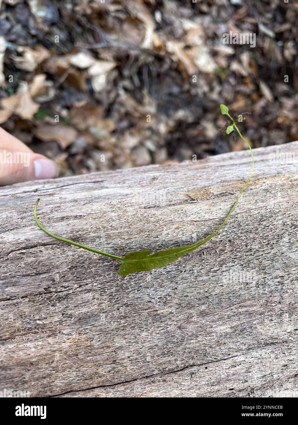 walking fern (Asplenium rhizophyllum Stock Photo - Alamy