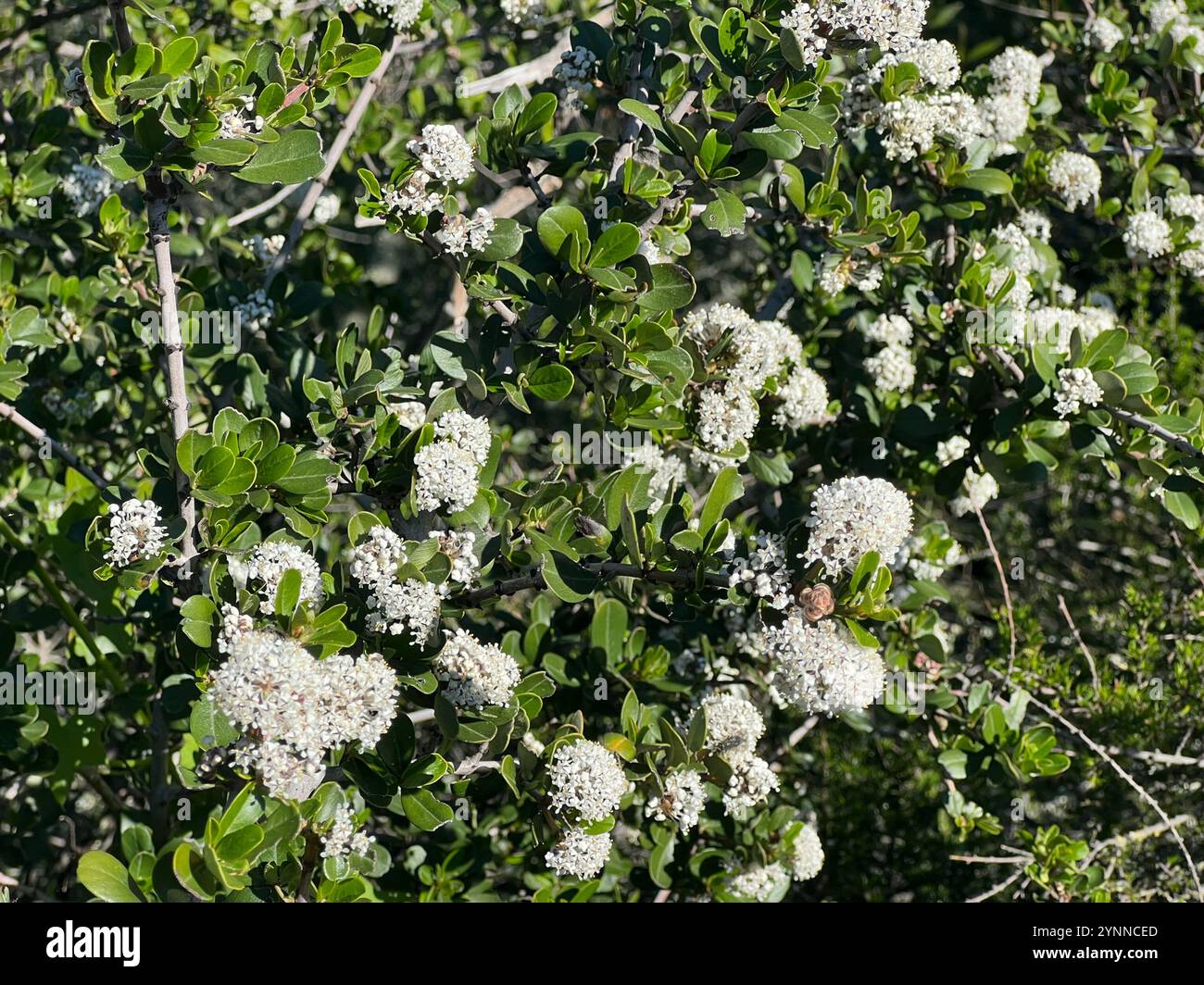 Buckbrush (Ceanothus cuneatus Stock Photo - Alamy