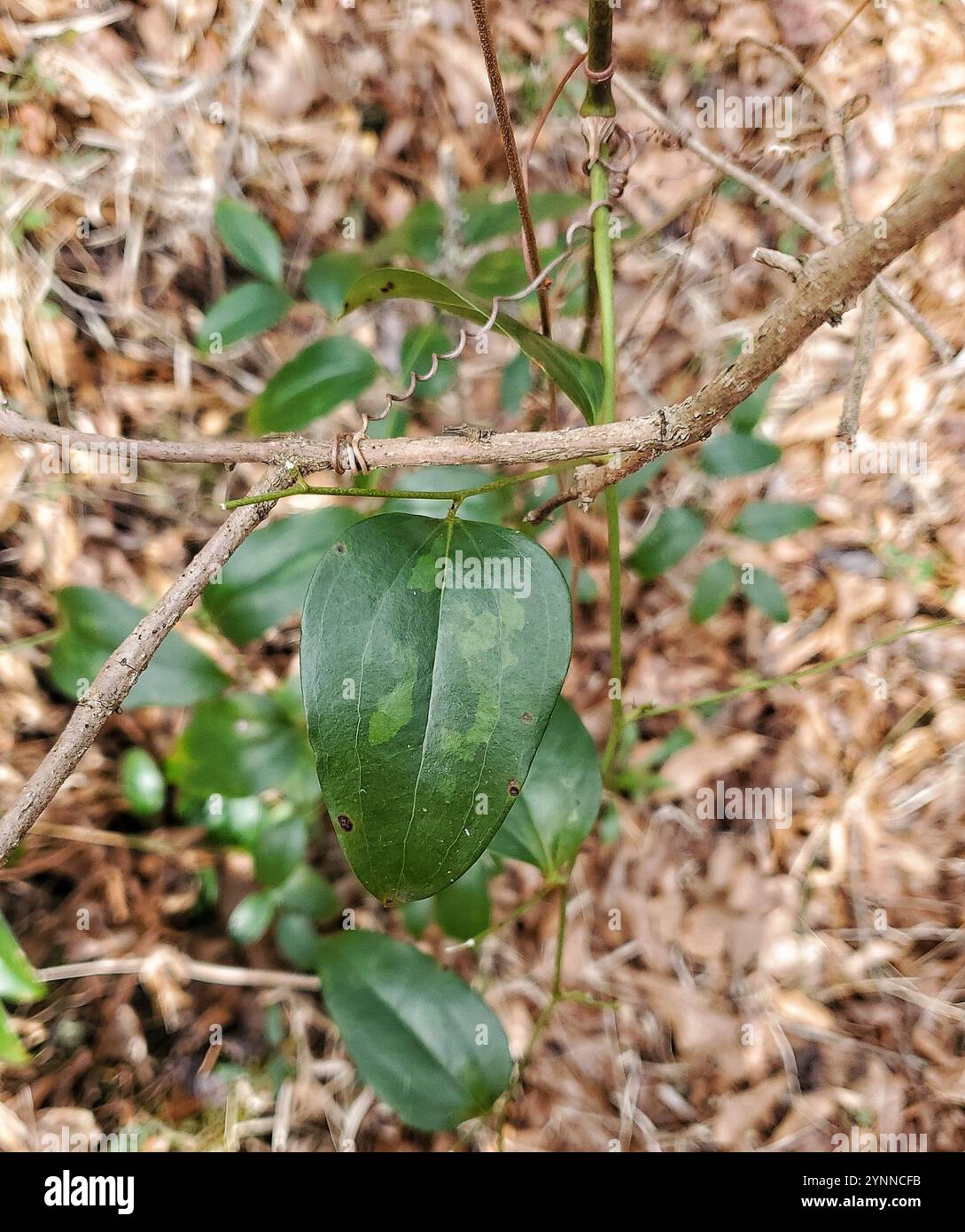 sawbrier (Smilax glauca Stock Photo - Alamy