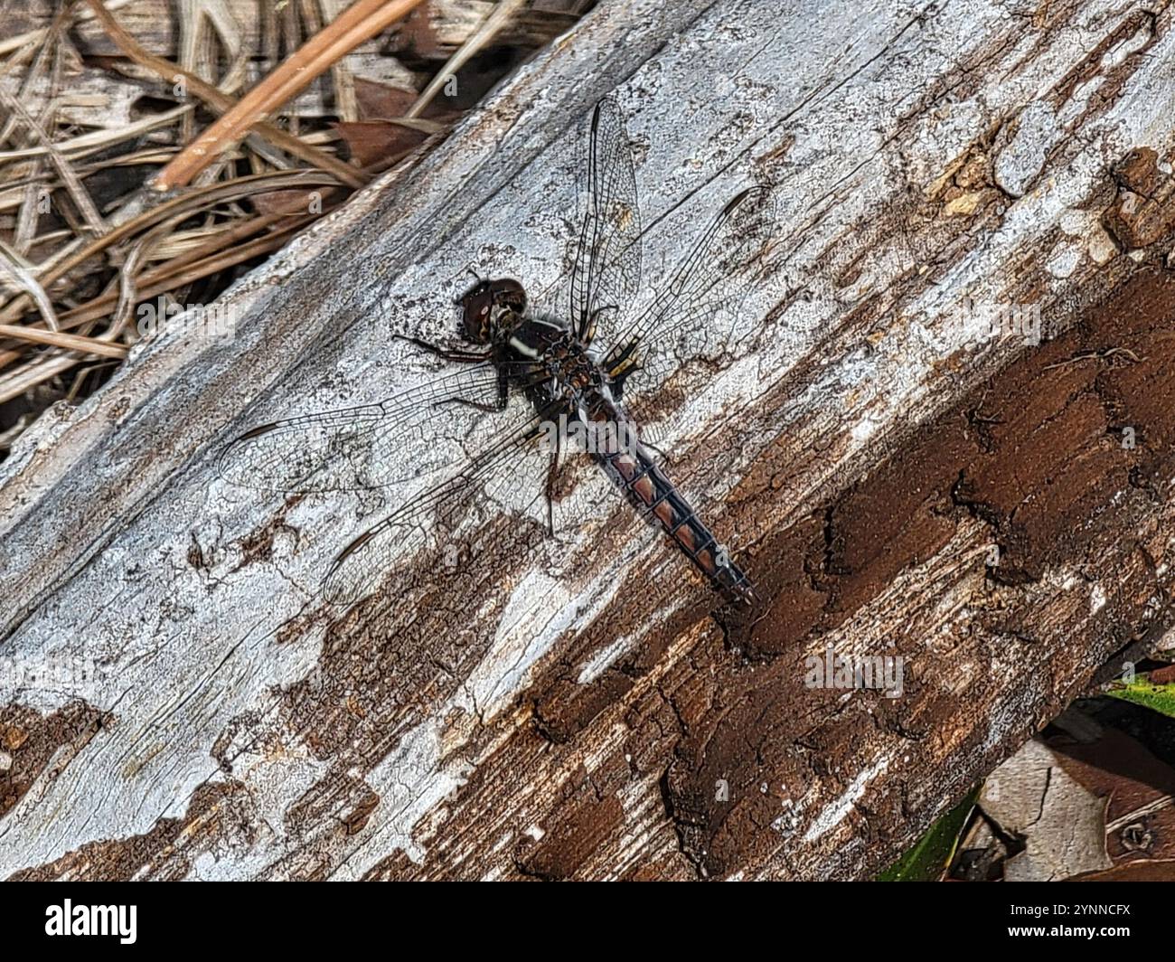 Blue Corporal (Ladona deplanata Stock Photo - Alamy