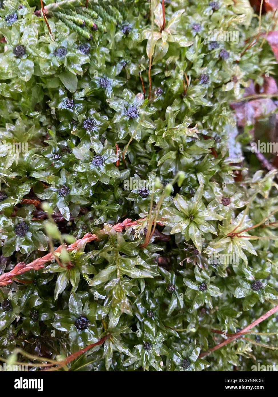 Badge Moss (Plagiomnium insigne Stock Photo - Alamy