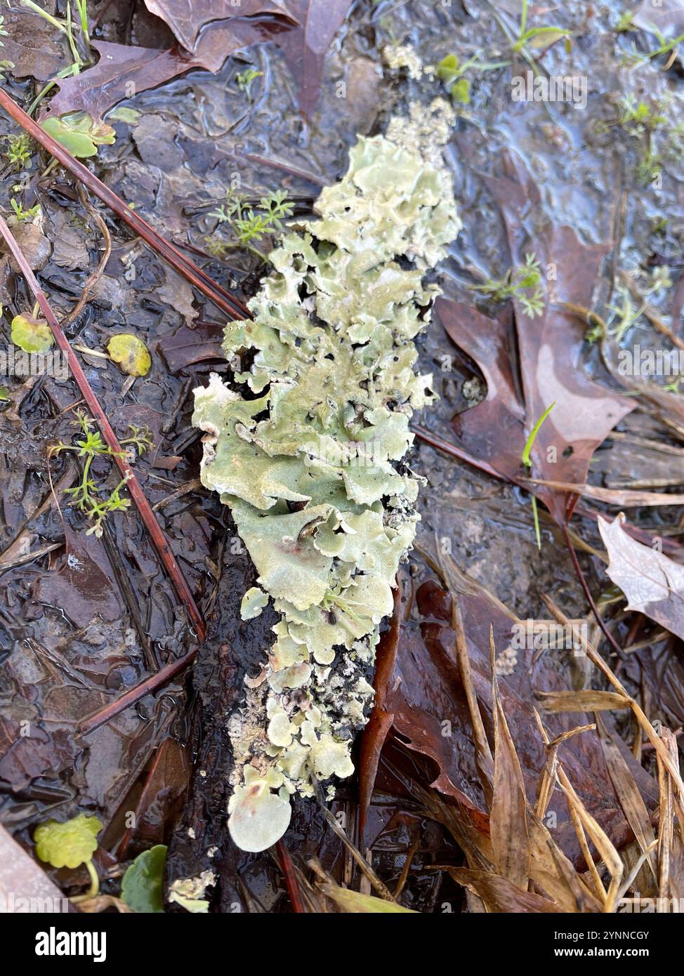 Ruffle Lichens (Parmotrema Stock Photo - Alamy