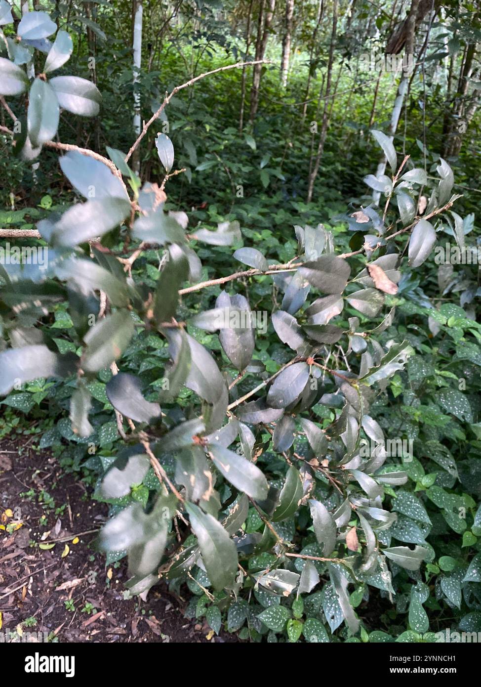 scrub cherry (Syzygium australe Stock Photo - Alamy