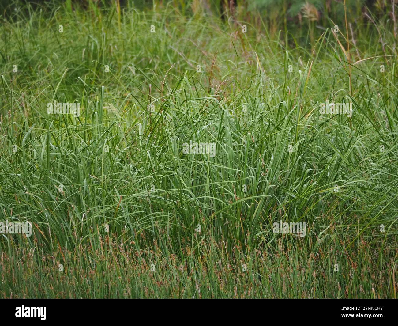Swamp Sawgrass (Cladium mariscus Stock Photo - Alamy