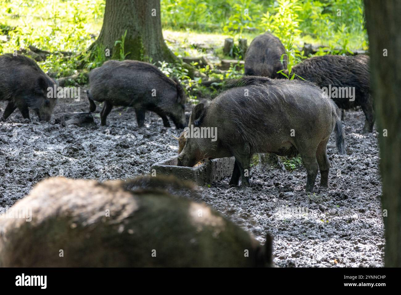 Wild boar boars hi-res stock photography and images - Alamy