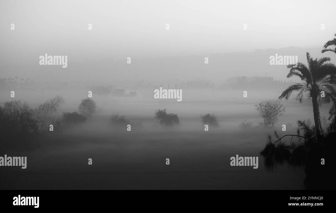 Black and White Photo Of a garden in morning Haze Stock Photo - Alamy