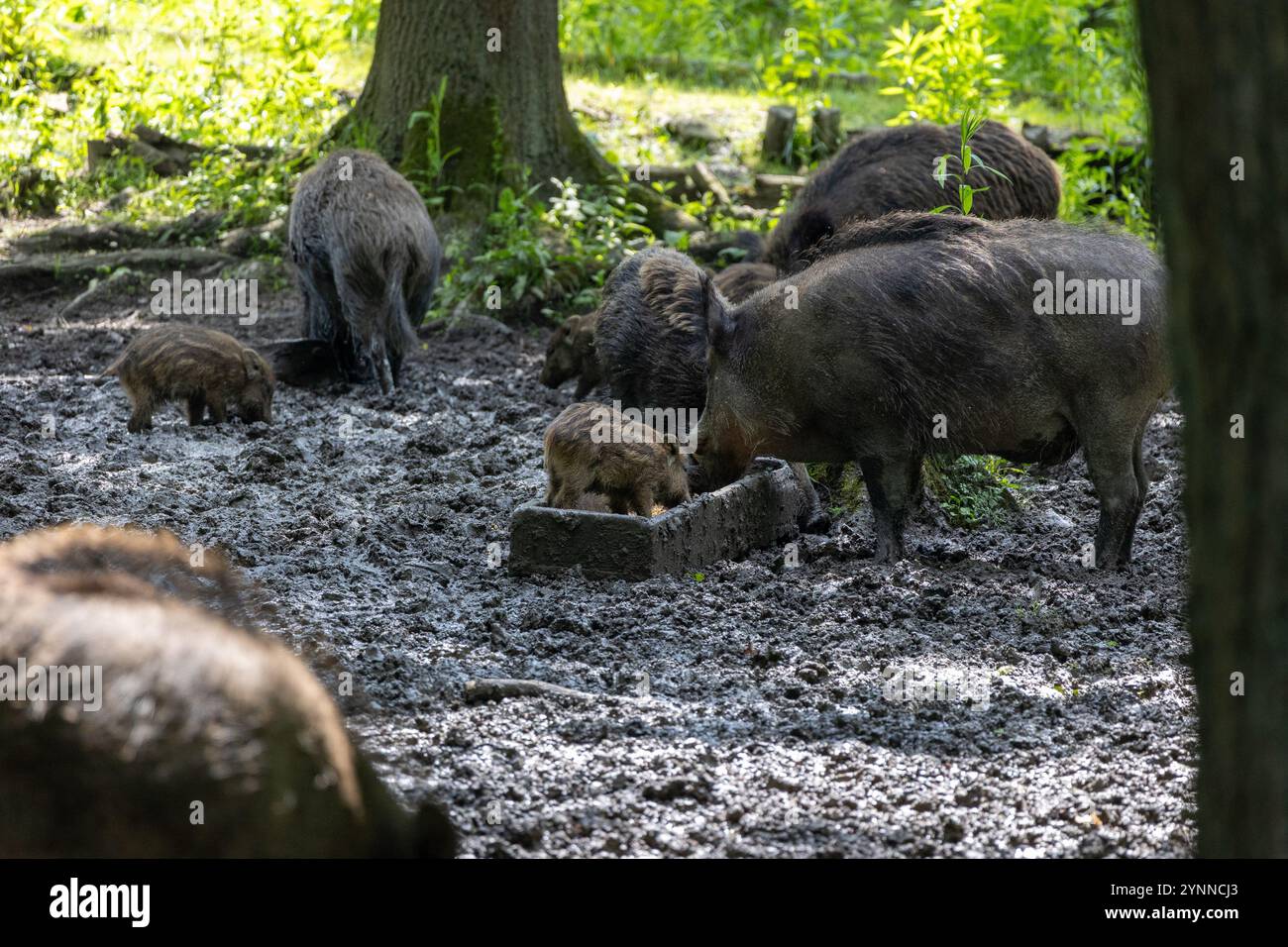 Wild boars in the forest, streams with young animals, wild boars Stock ...