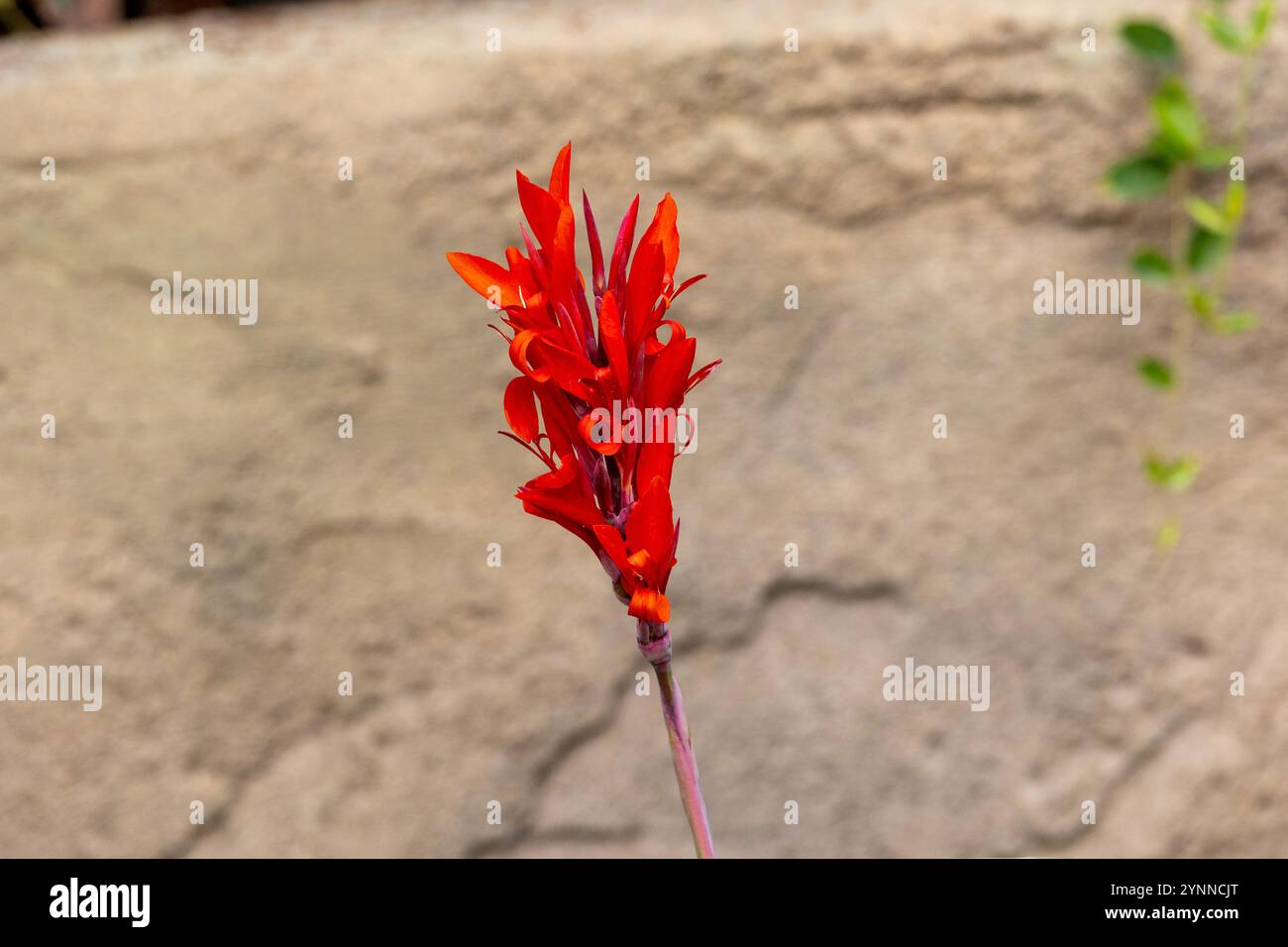 Indian Shot plant with flowers outdoors canna indica Stock Photo - Alamy
