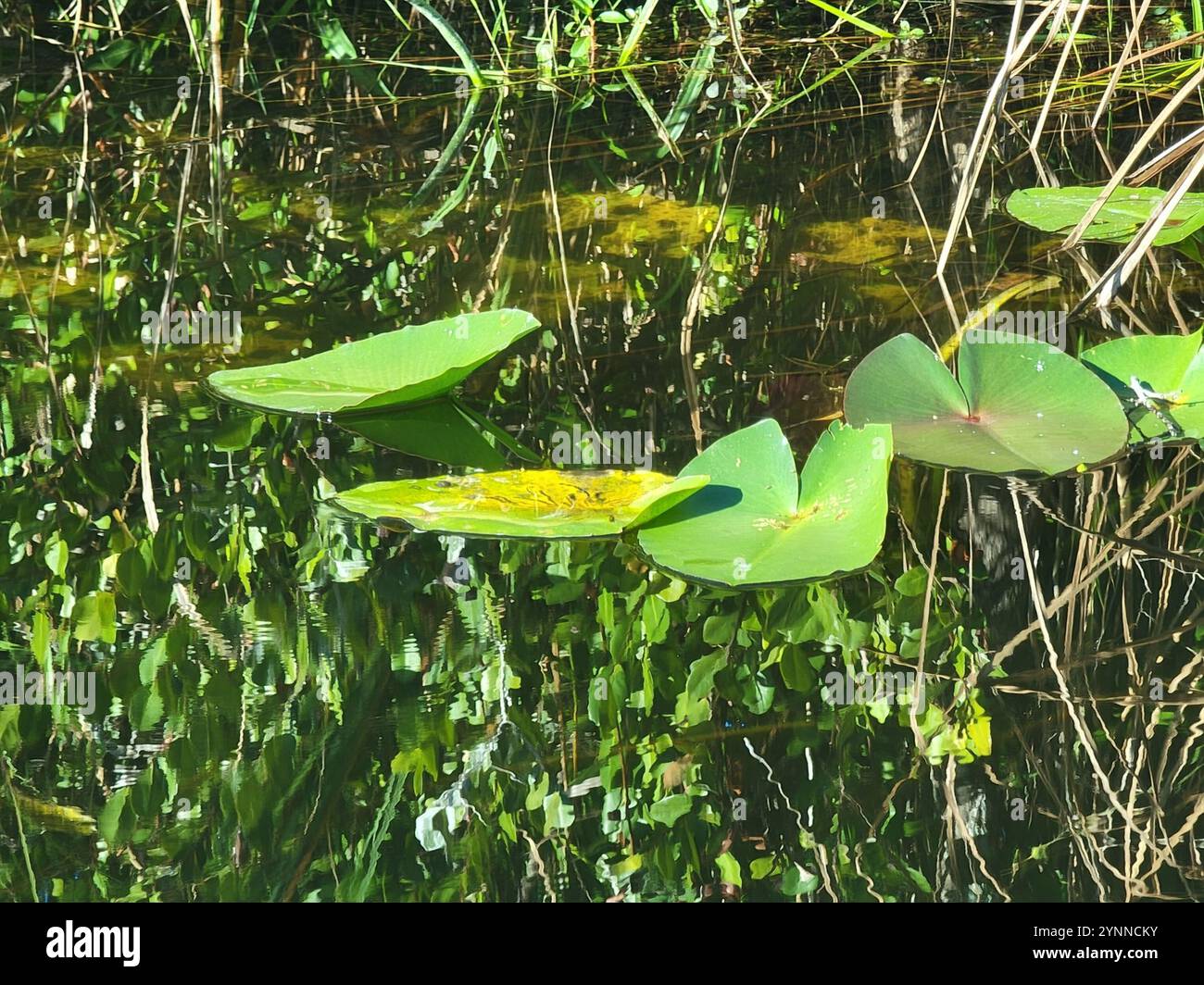spatterdock (Nuphar advena Stock Photo - Alamy