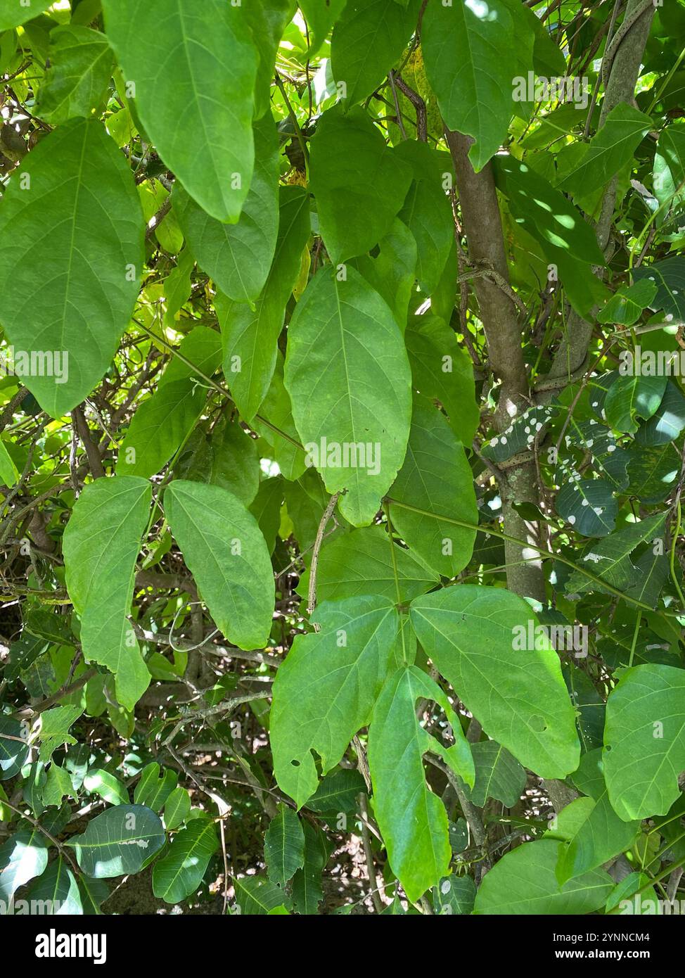 Burny Bean (Mucuna gigantea Stock Photo - Alamy