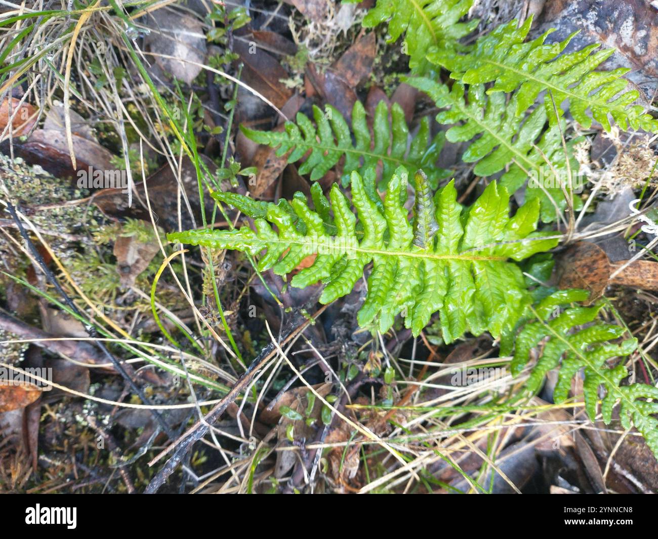 California Polypody (Polypodium californicum Stock Photo - Alamy