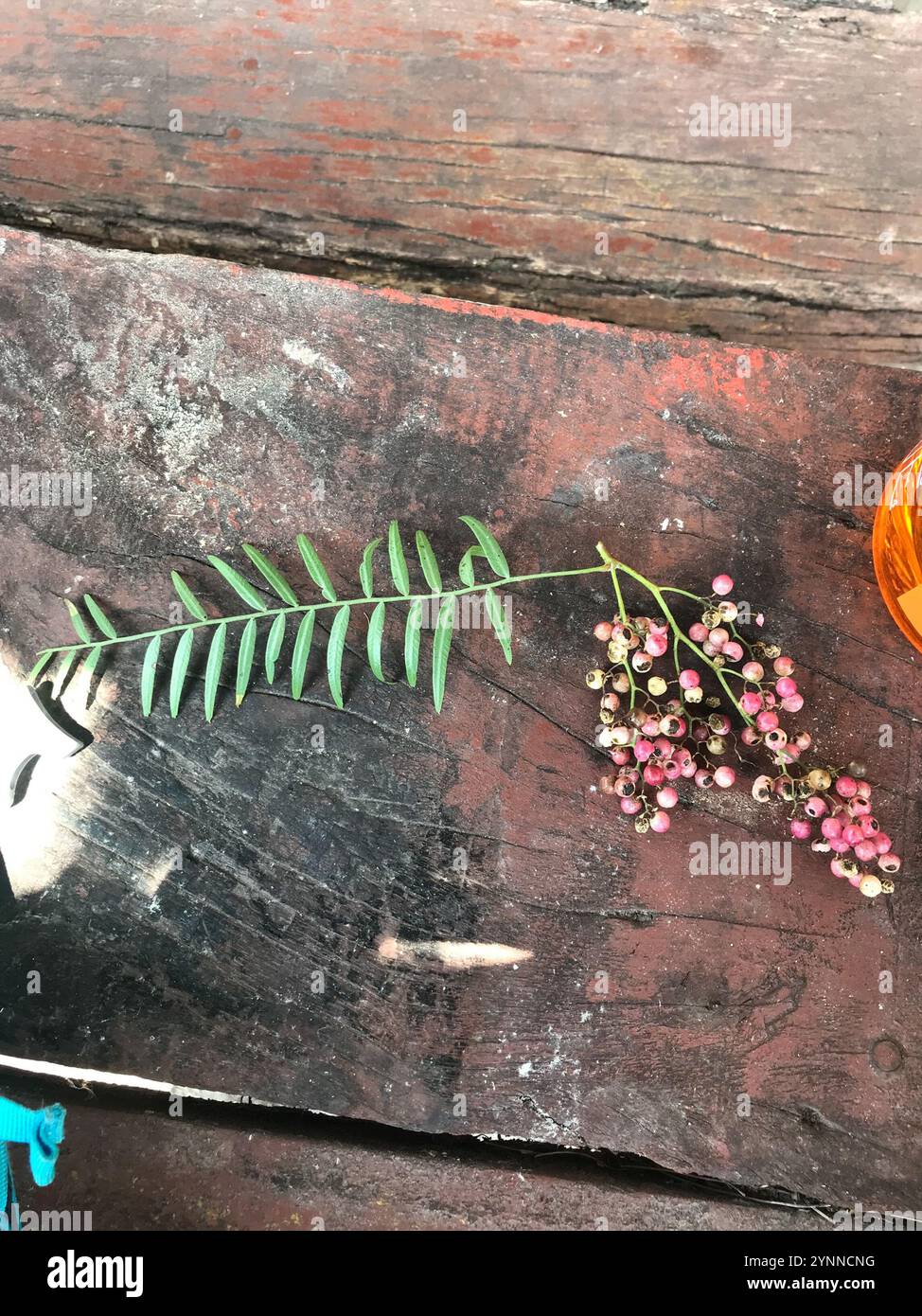 Peruvian Pepper Tree (Schinus molle Stock Photo - Alamy