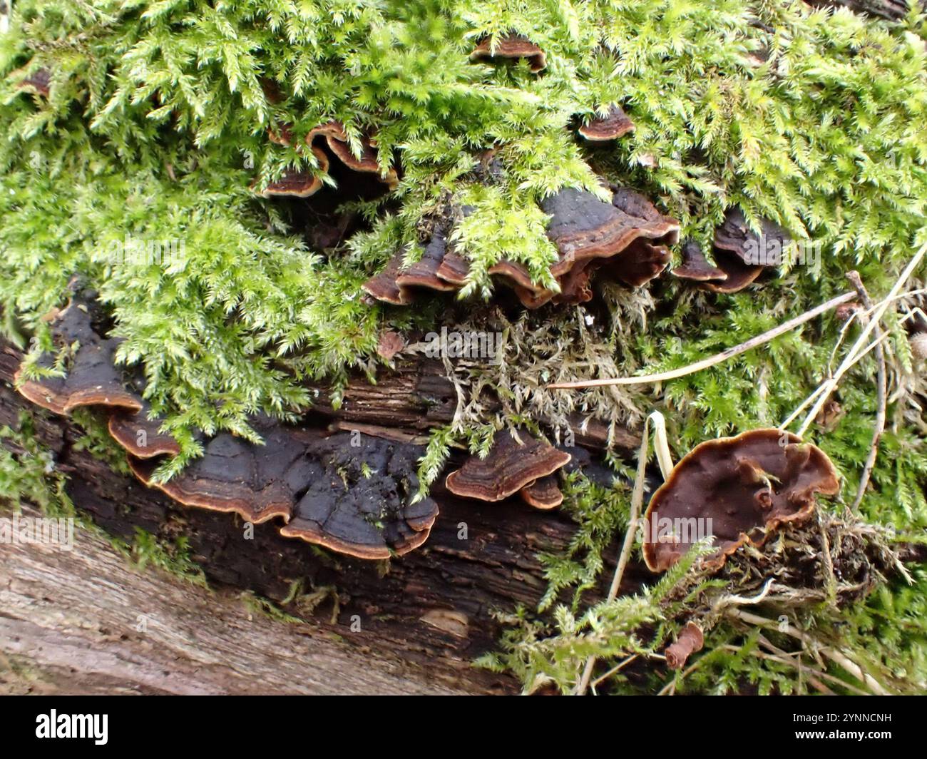 Oak Curtain Crust Fungus (Hymenochaete rubiginosa Stock Photo - Alamy