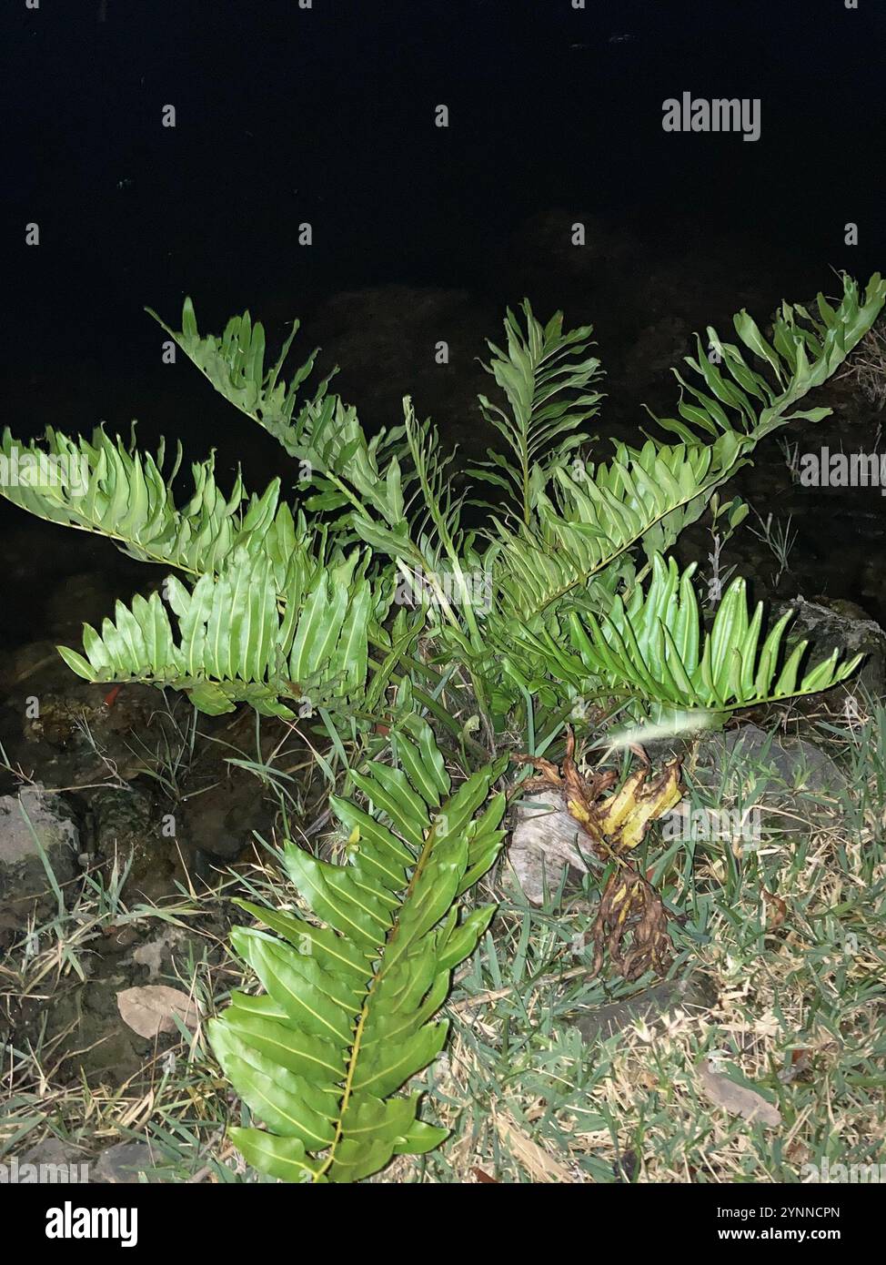 Giant leather fern (Acrostichum danaeifolium Stock Photo - Alamy