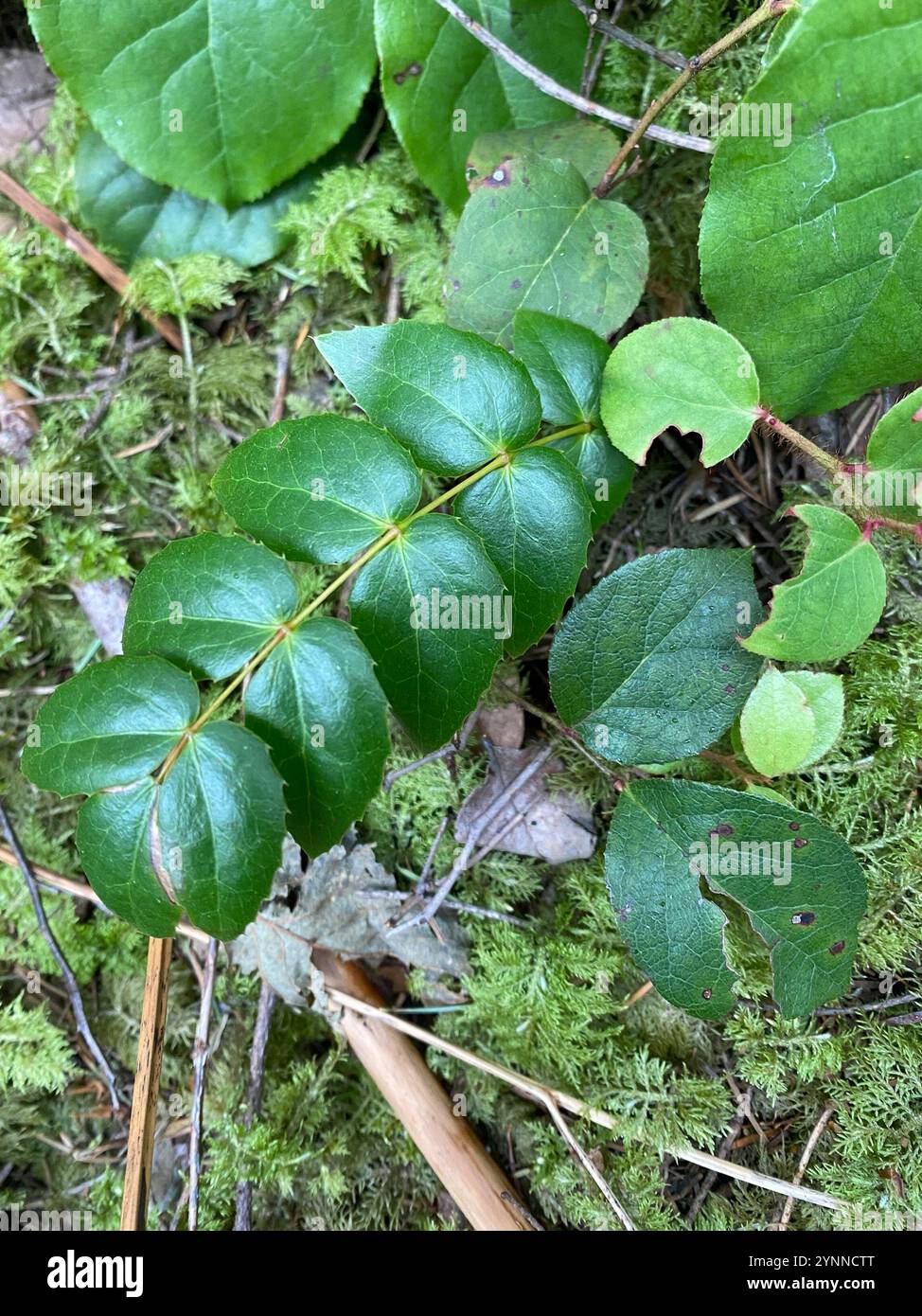 Cascade Oregon-grape (Berberis nervosa Stock Photo - Alamy