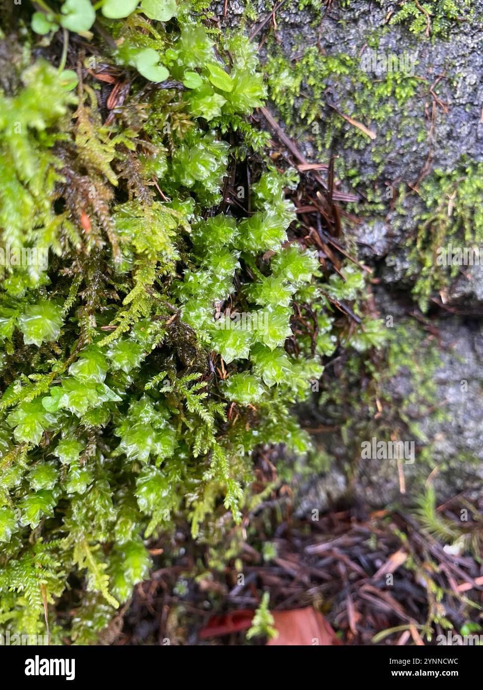 magnificent leafy moss (Plagiomnium venustum Stock Photo - Alamy