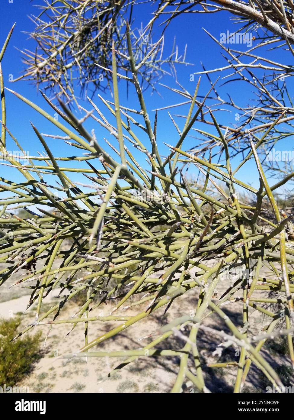crucifixion thorn (Canotia holacantha Stock Photo - Alamy