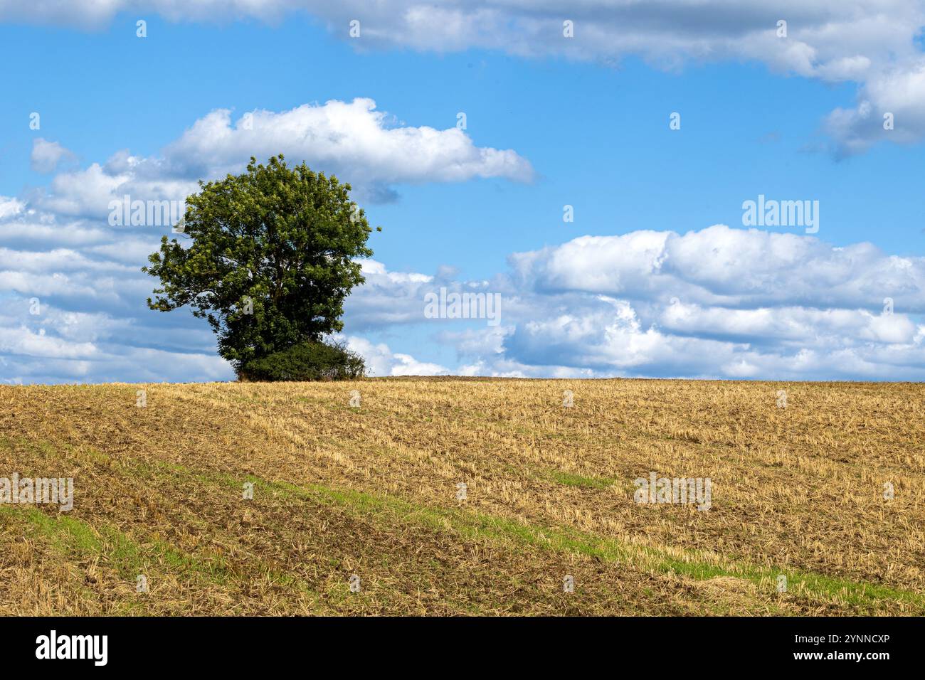 Lone oak tree stands hi-res stock photography and images - Alamy