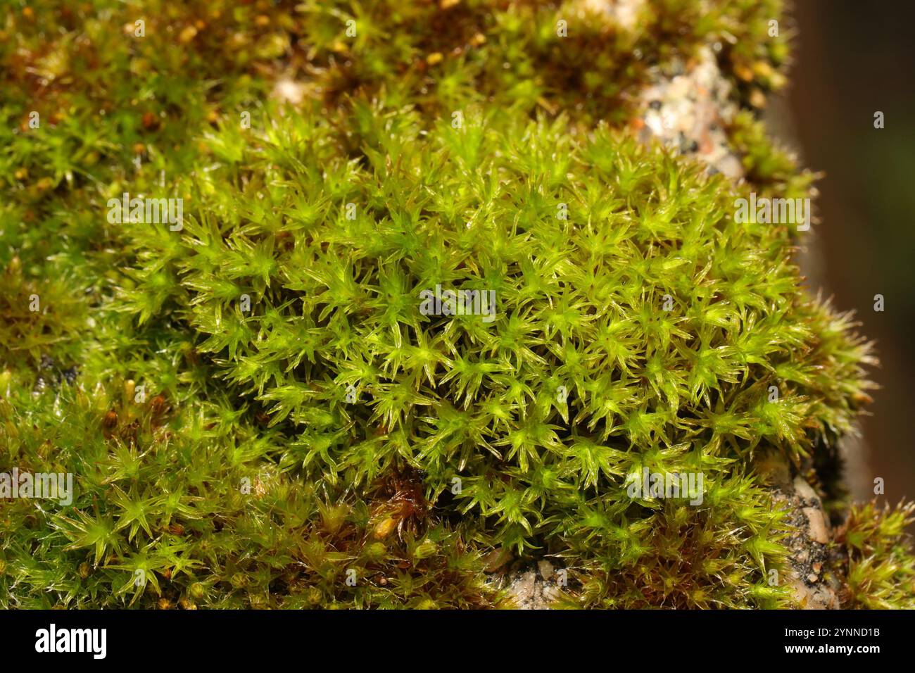 Redshank (Ceratodon purpureus Stock Photo - Alamy