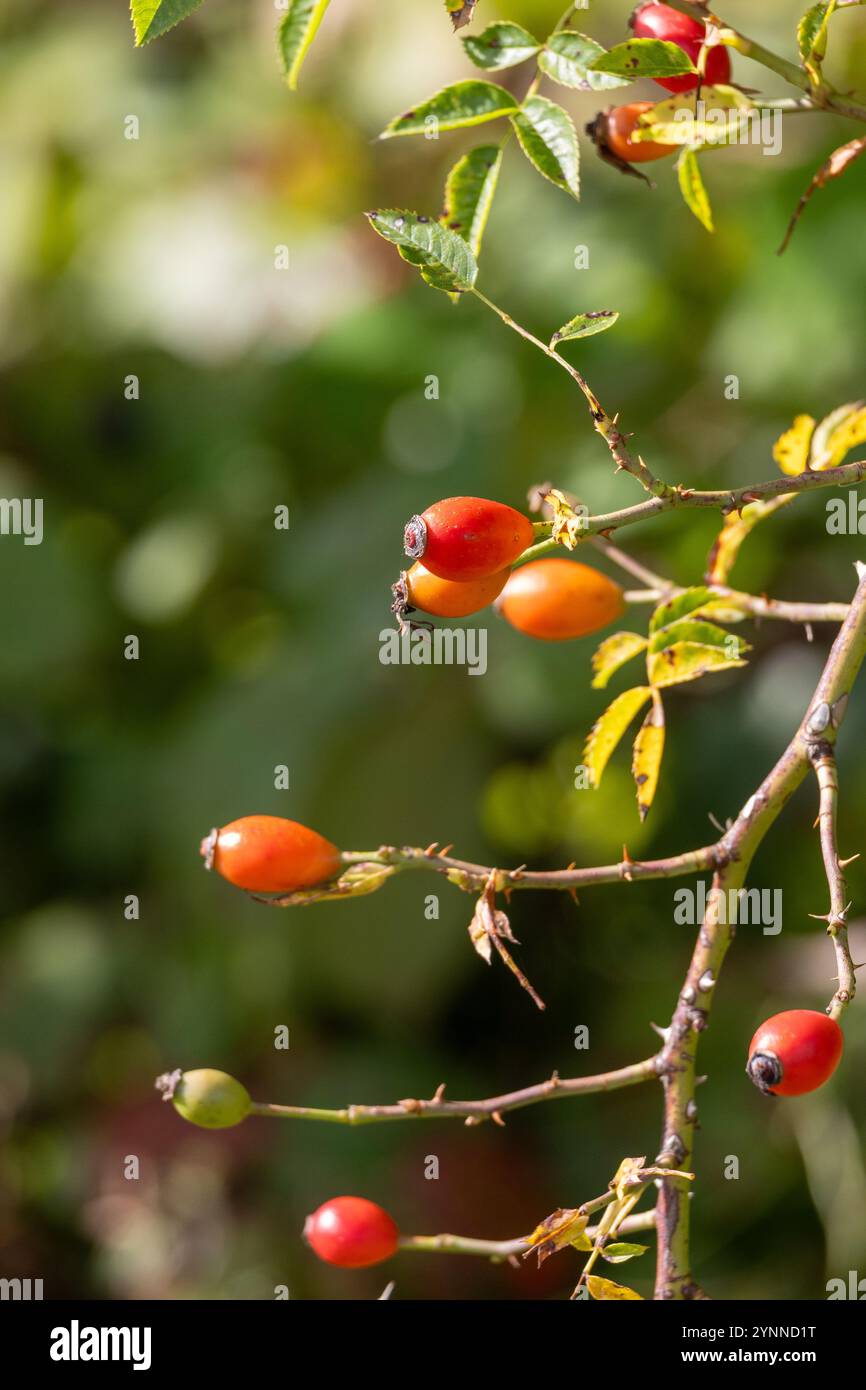 Flower and capsule fruits hi-res stock photography and images - Alamy