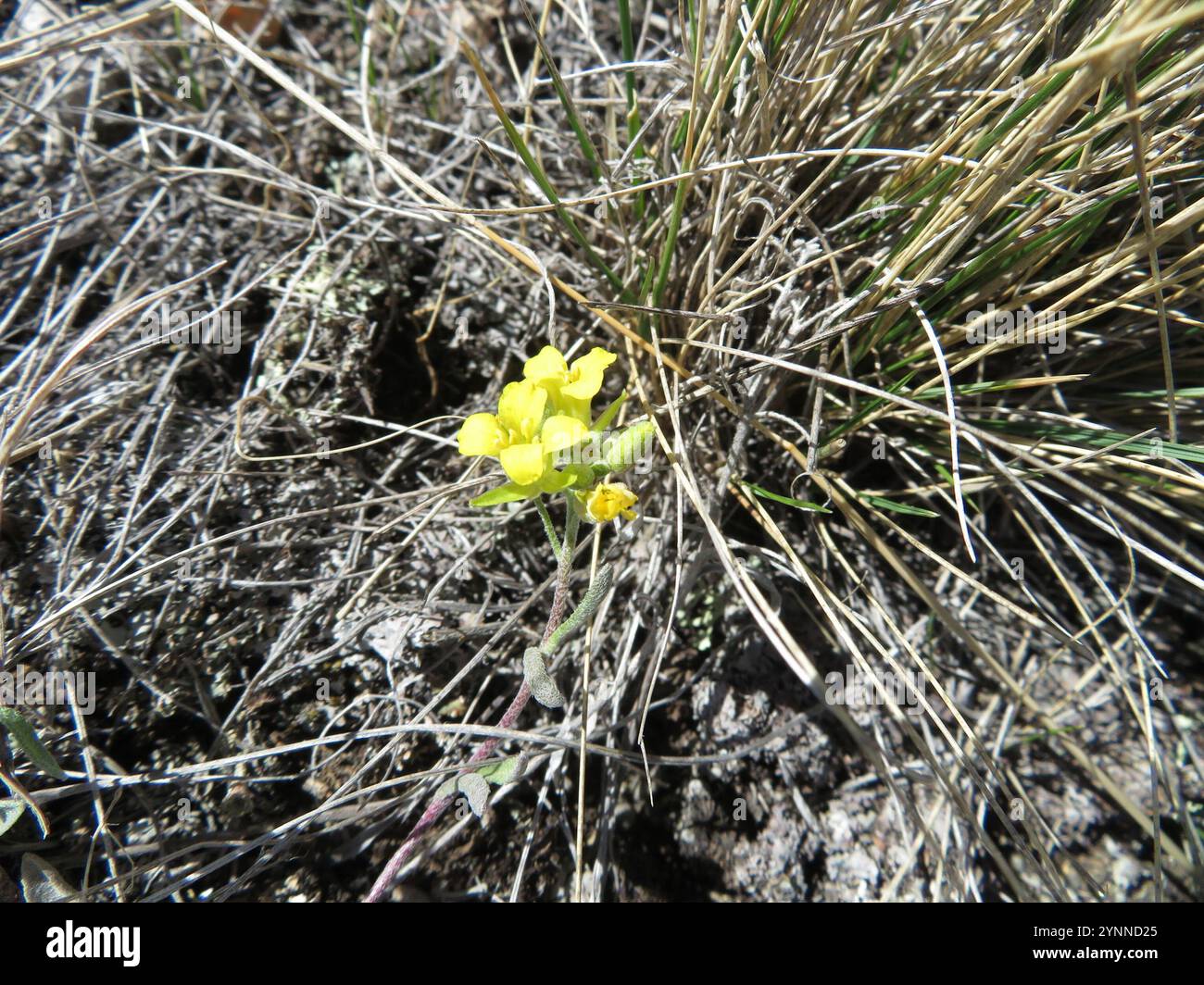 Great Plains Bladderpod (Physaria arenosa Stock Photo - Alamy