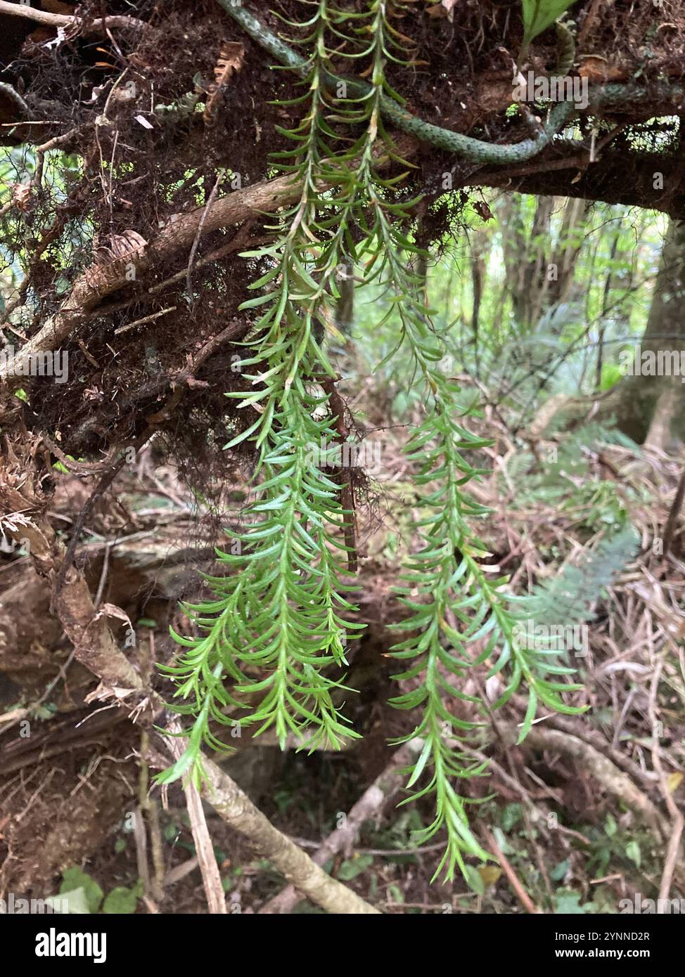 tropical firmosses (Phlegmariurus Stock Photo - Alamy