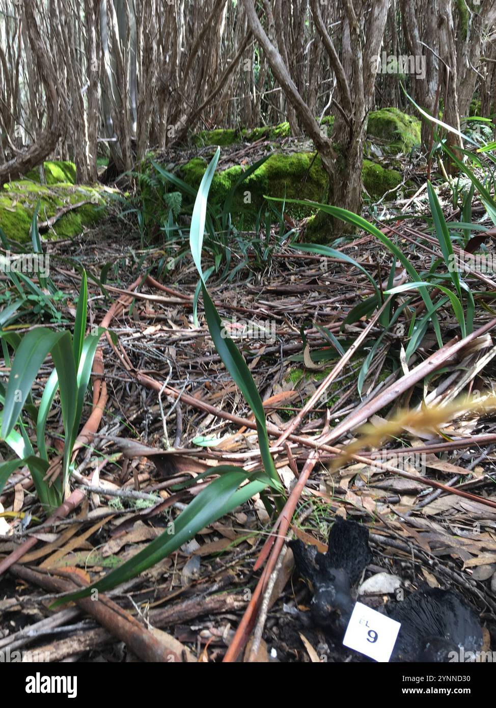 Grey Jockey (Asterophora mirabilis Stock Photo - Alamy