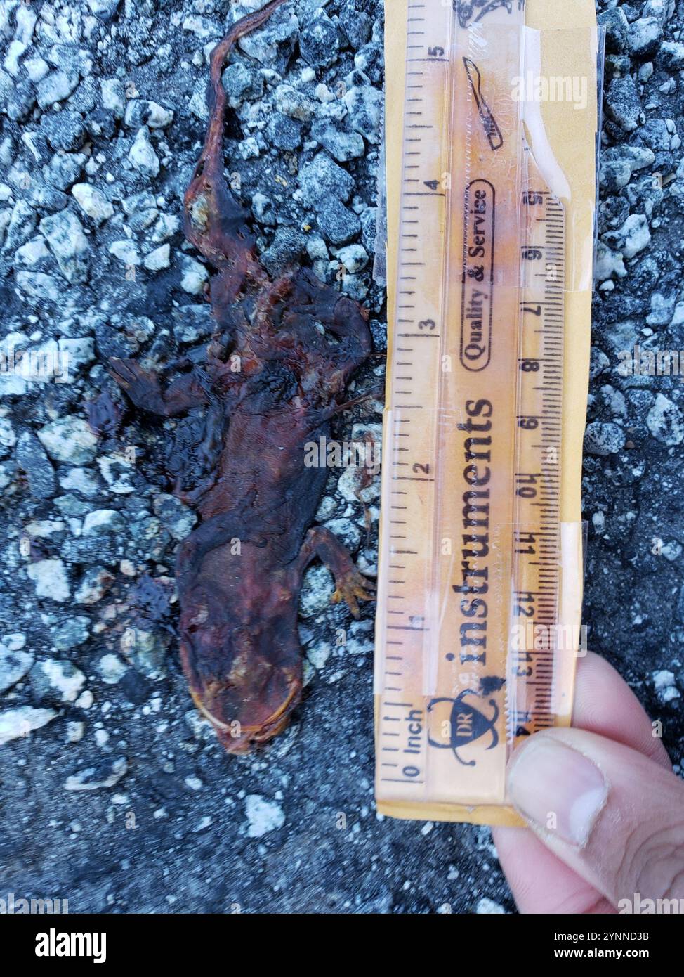 Pacific Newts (Taricha Stock Photo - Alamy