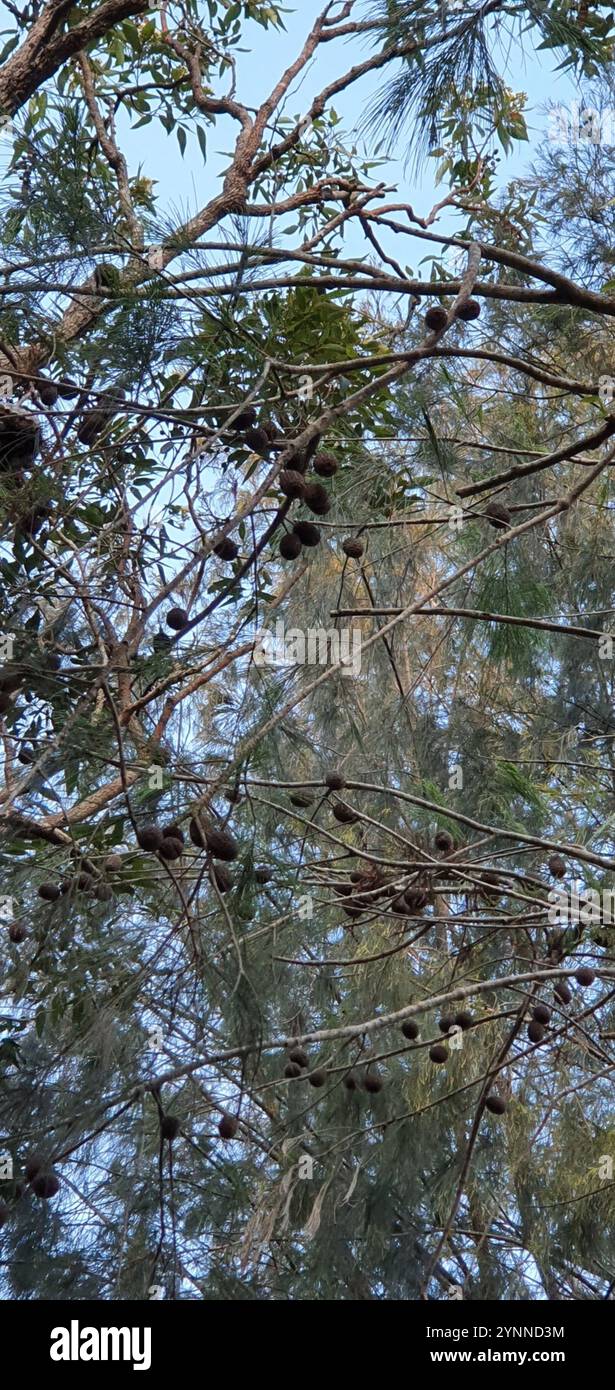 Sheoak forest hi-res stock photography and images - Alamy