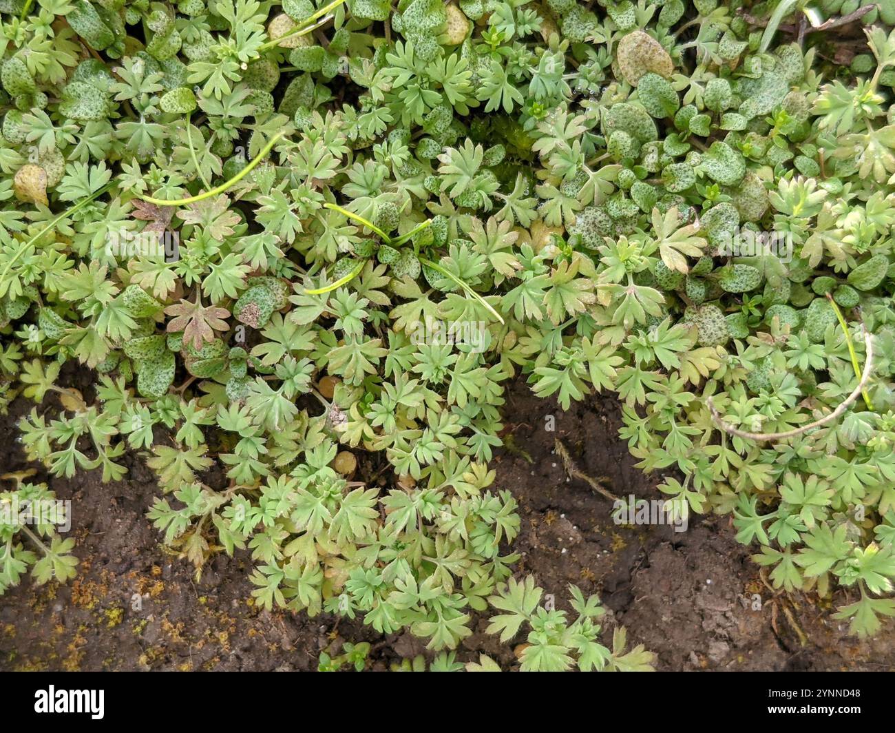 Field Parsley Piert (Alchemilla arvensis Stock Photo - Alamy