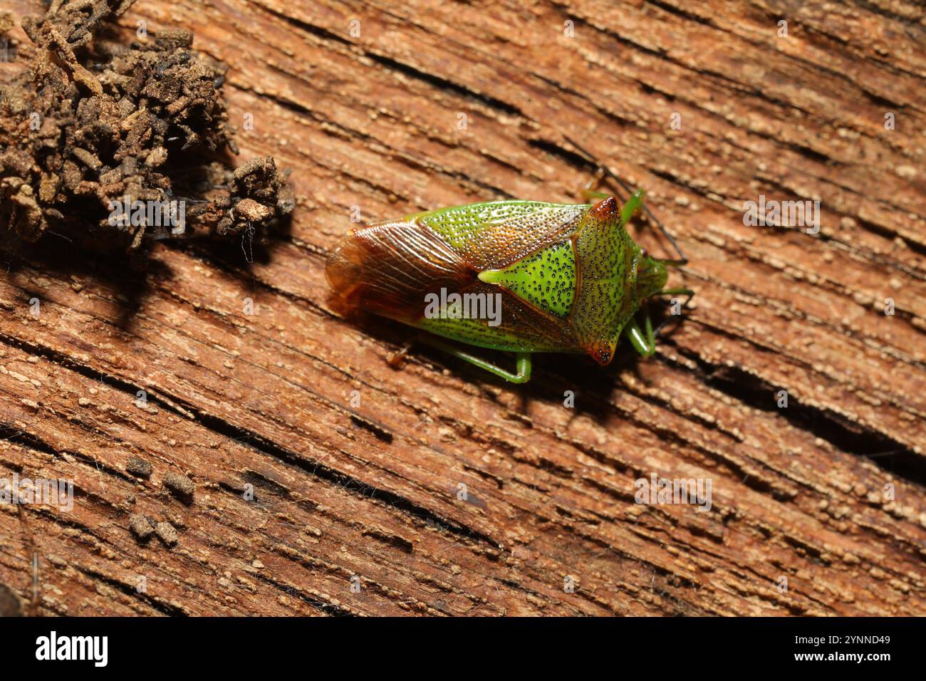 Hawthorn Shield Bug (Acanthosoma haemorrhoidale Stock Photo - Alamy
