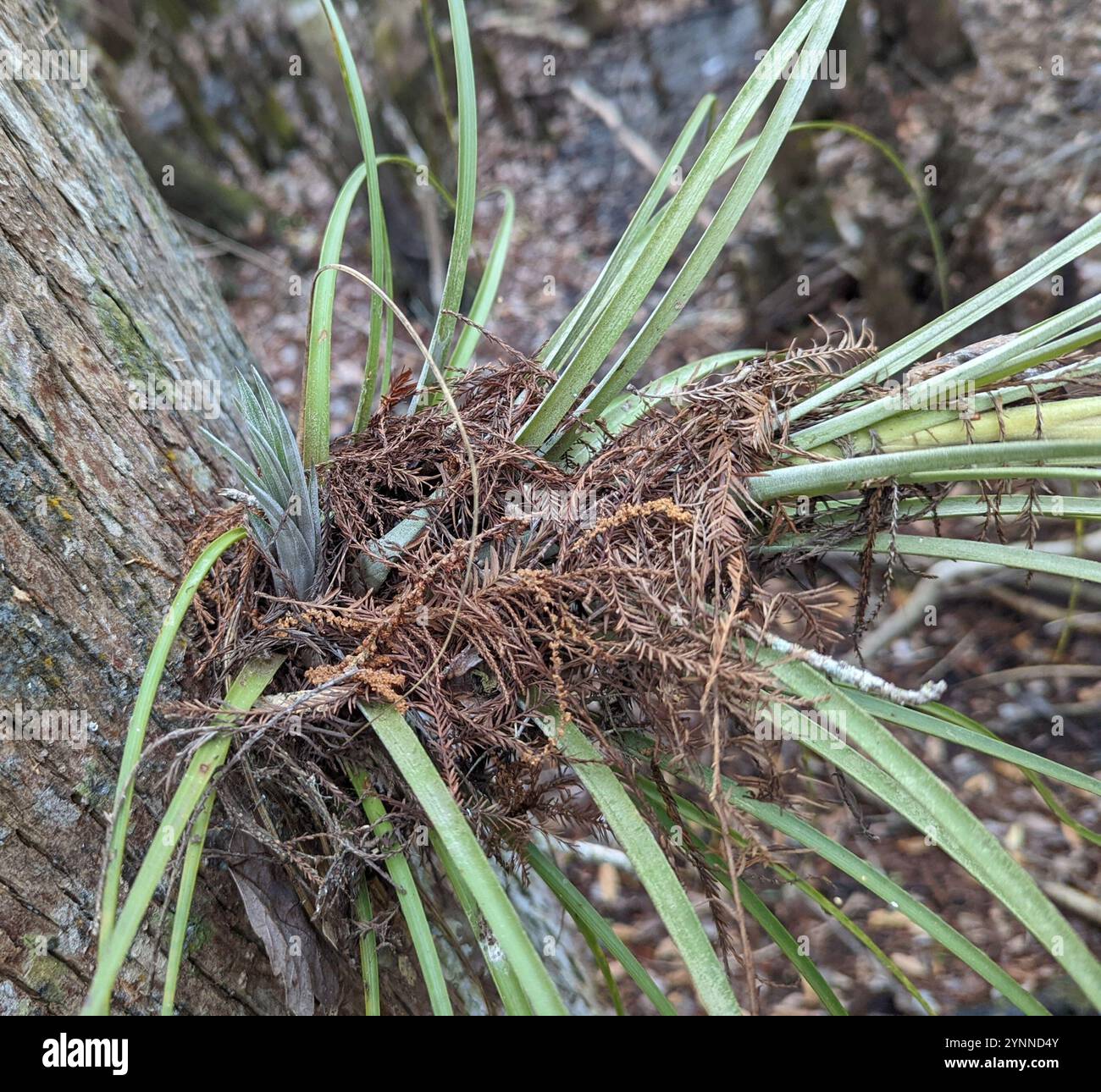 Manatee River airplant (Tillandsia simulata Stock Photo - Alamy