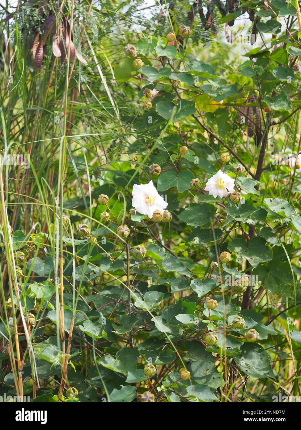 Taiwan cotton rose (Hibiscus taiwanensis Stock Photo - Alamy