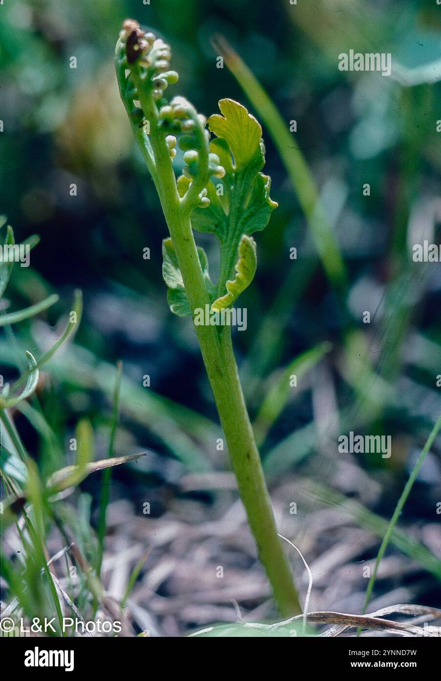 western moonwort (Botrychium hesperium Stock Photo - Alamy