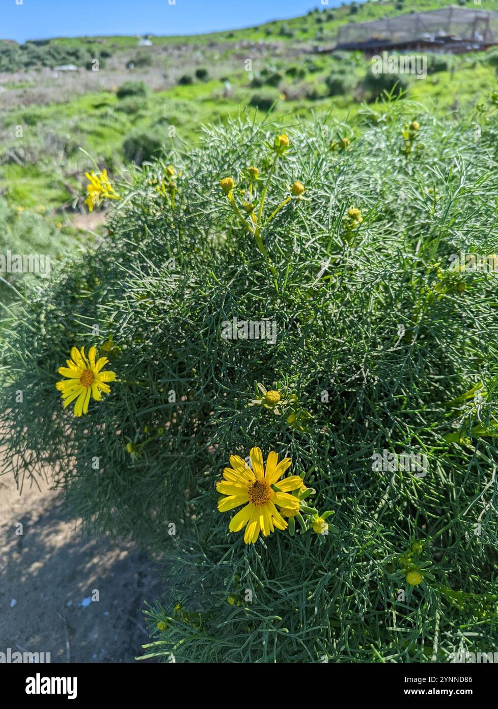 giant coreopsis (Leptosyne gigantea Stock Photo - Alamy