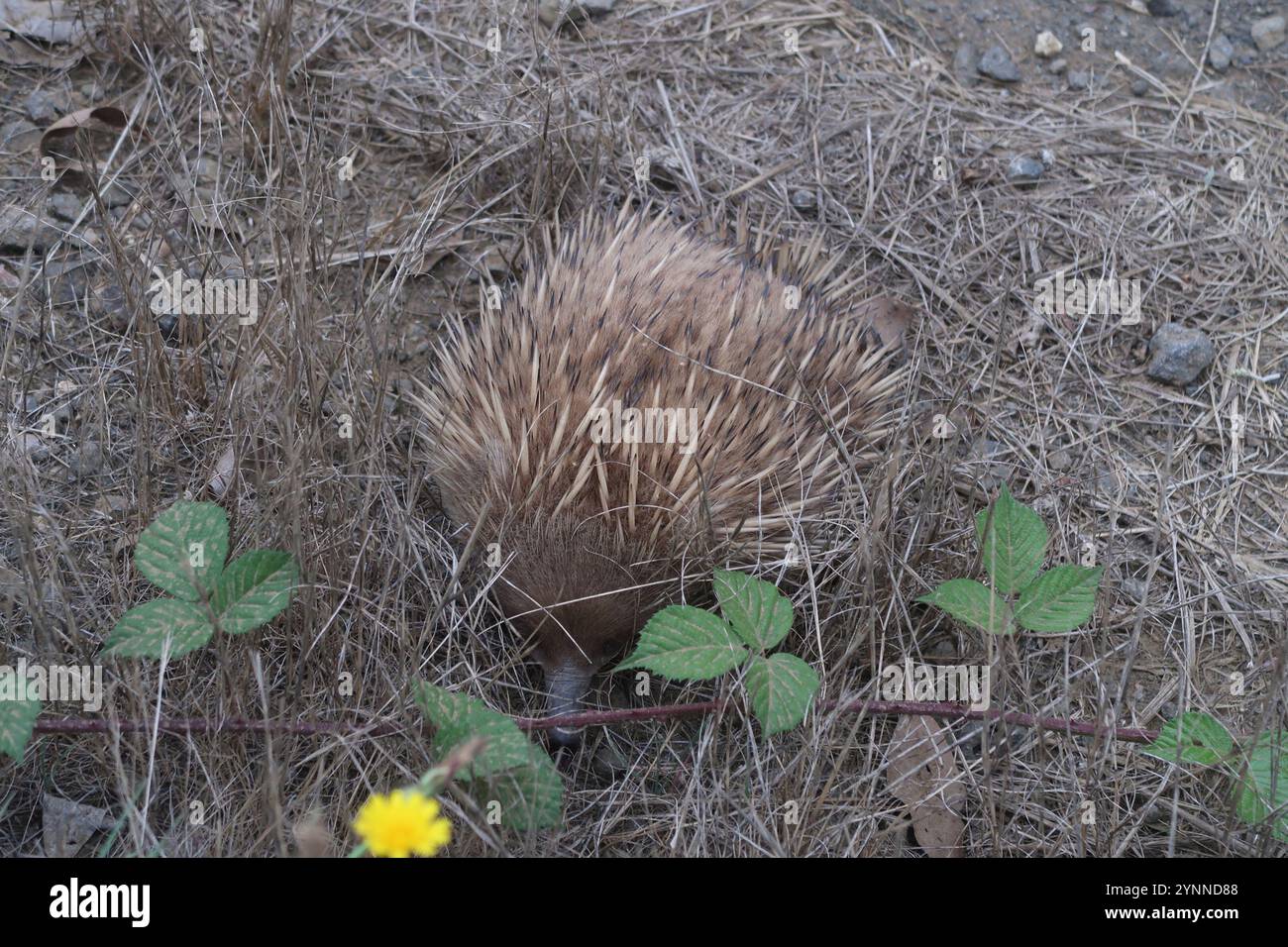 Tasmanian Echidna (Tachyglossus aculeatus setosus Stock Photo - Alamy