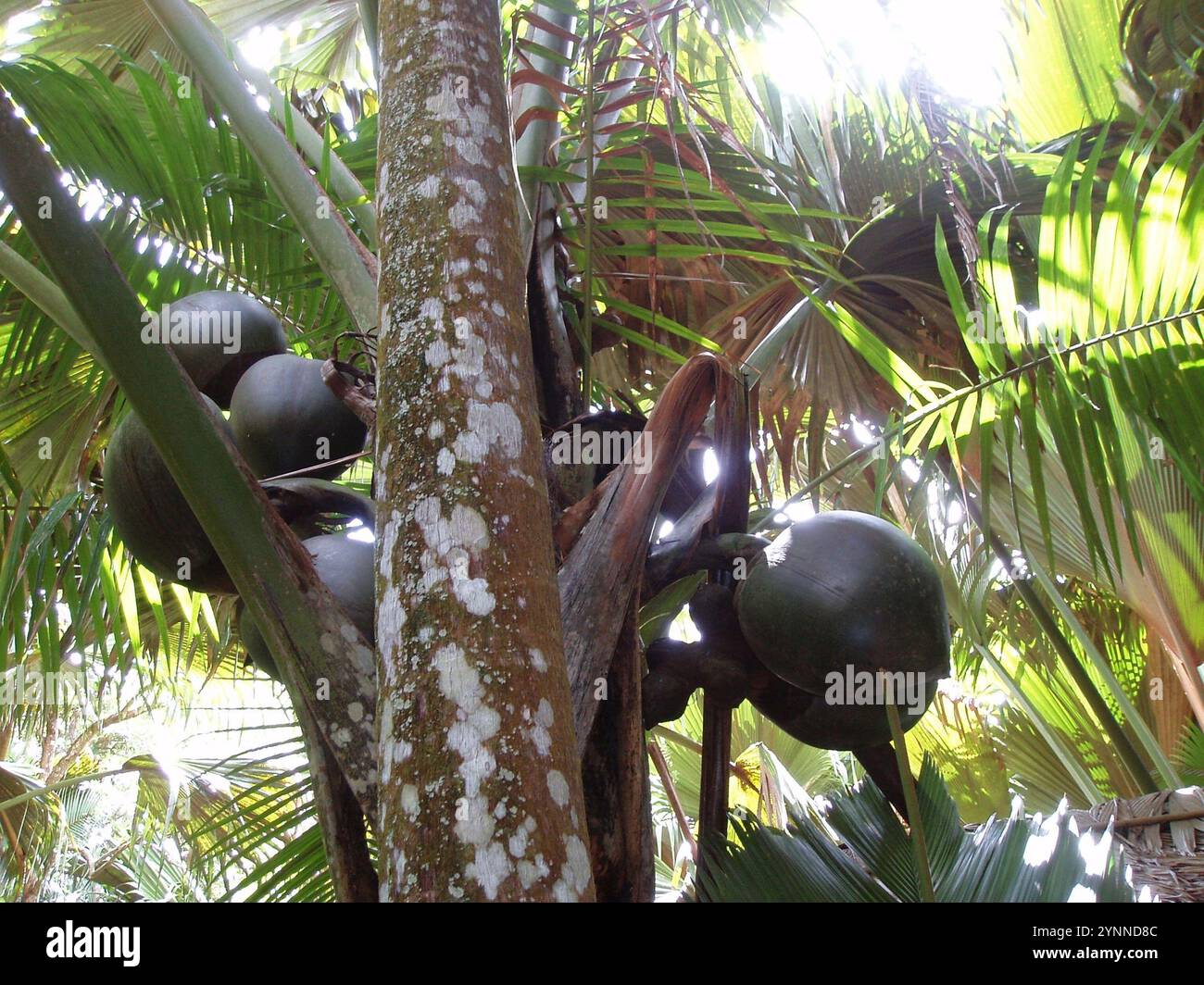 Sea Coconut (Lodoicea maldivica Stock Photo - Alamy