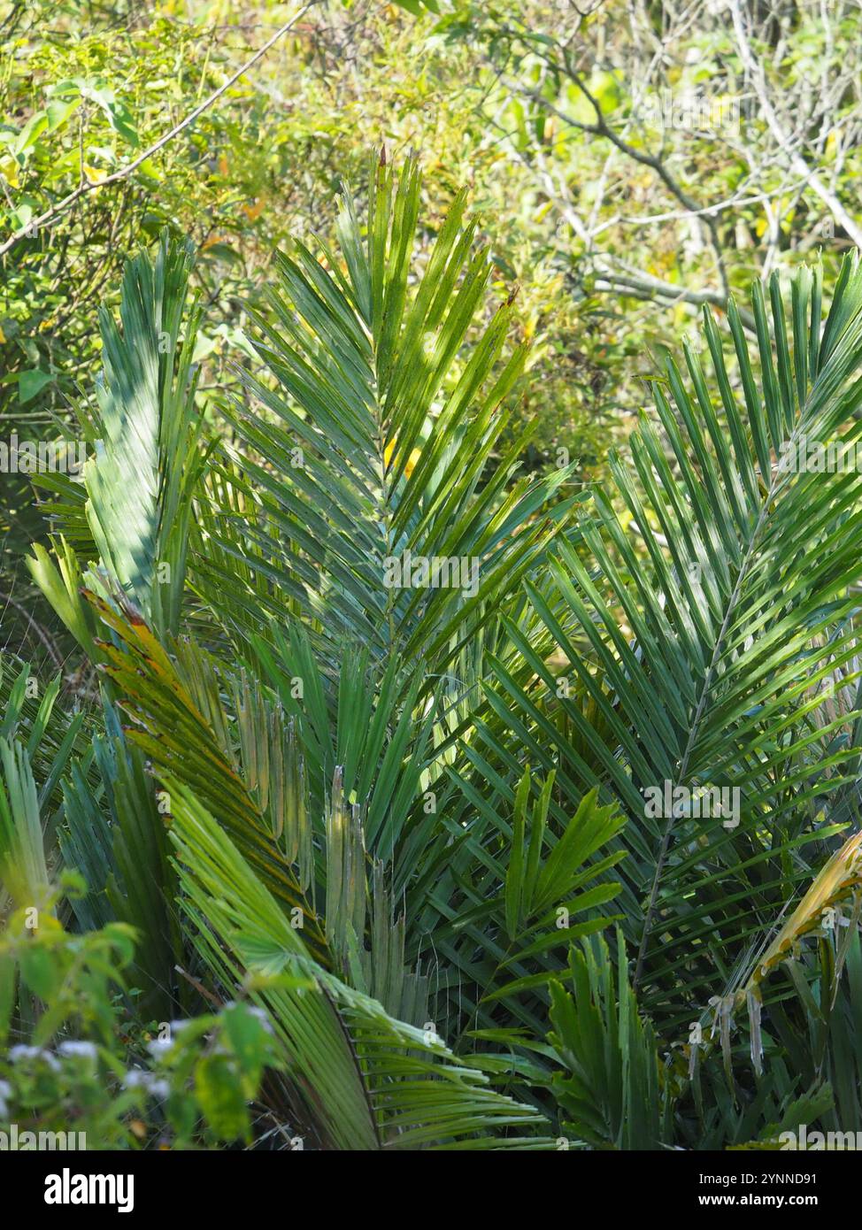 Arenga Palm (Arenga engleri Stock Photo - Alamy