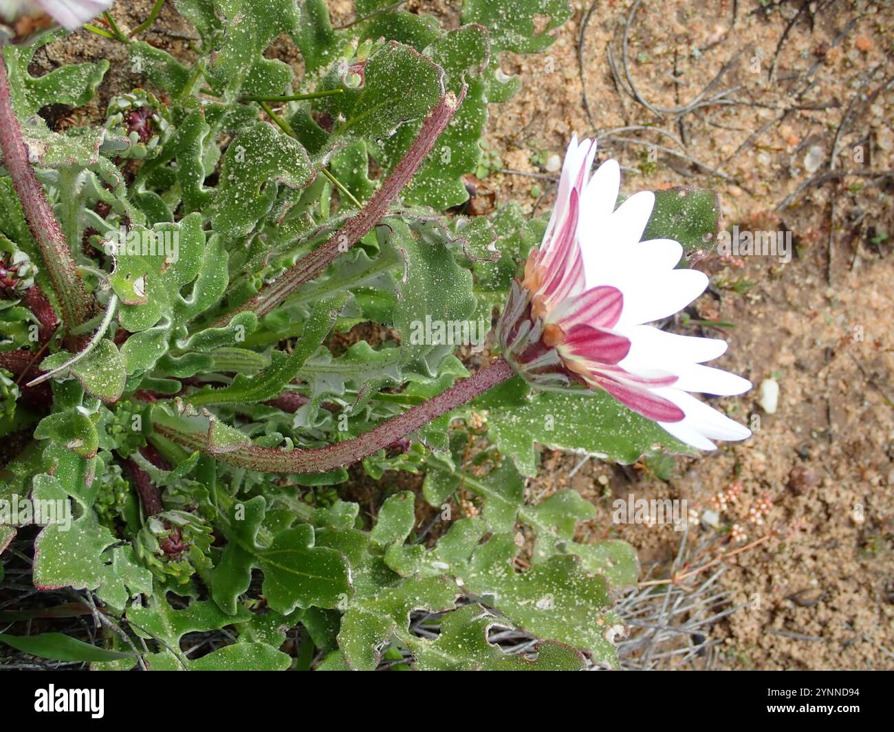 Flat African Daisy (Arctotis acaulis Stock Photo - Alamy