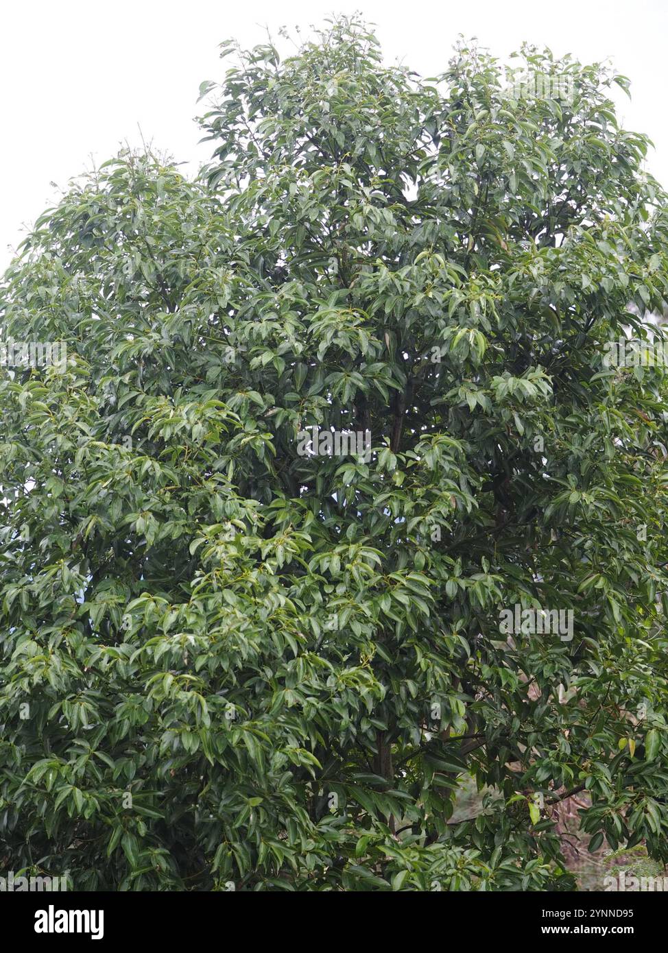 Cinnamon tree (Cinnamomum burmanni Stock Photo - Alamy