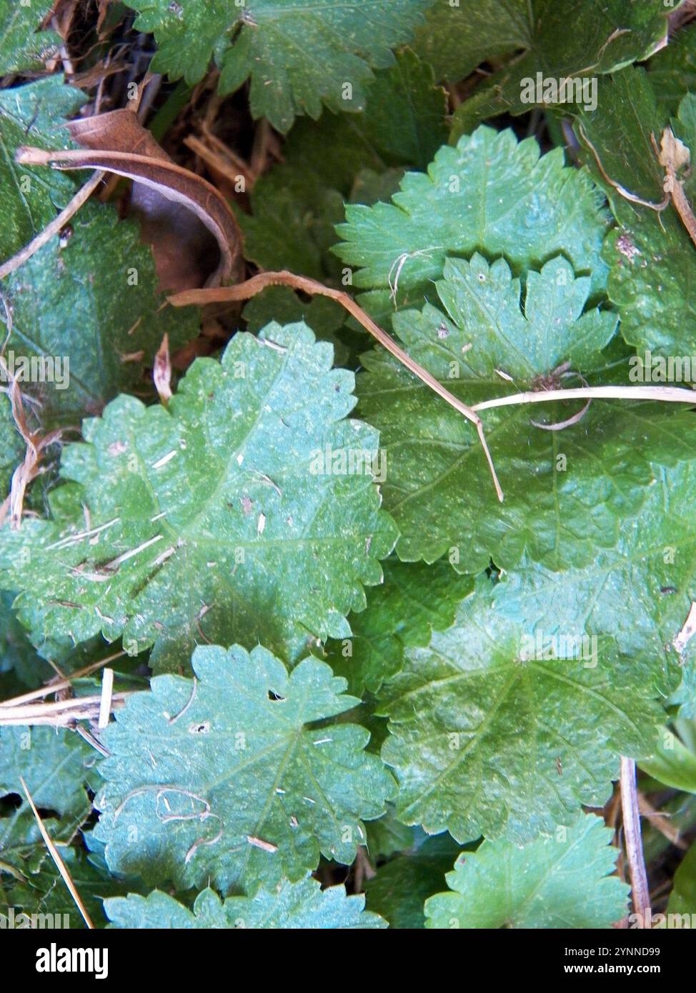 Carolina Bristlemallow (Modiola caroliniana Stock Photo - Alamy
