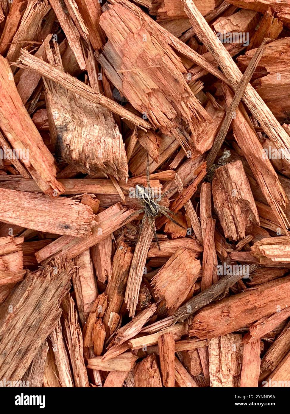 lance wolf spider (Schizocosa avida Stock Photo - Alamy