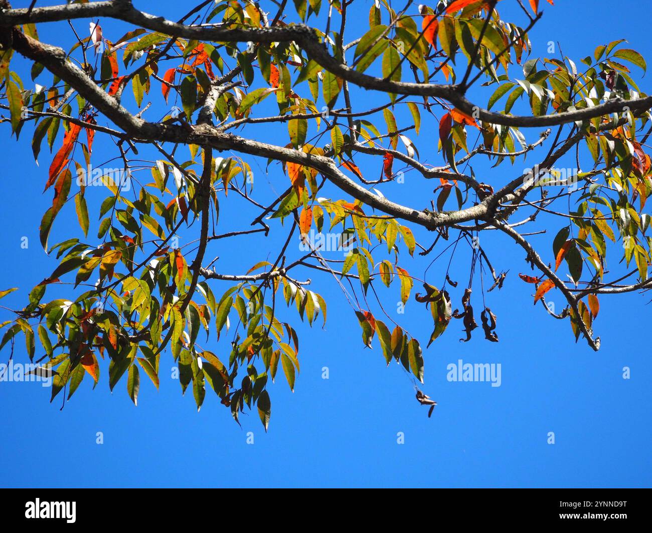 Japanese wax tree hi-res stock photography and images - Alamy