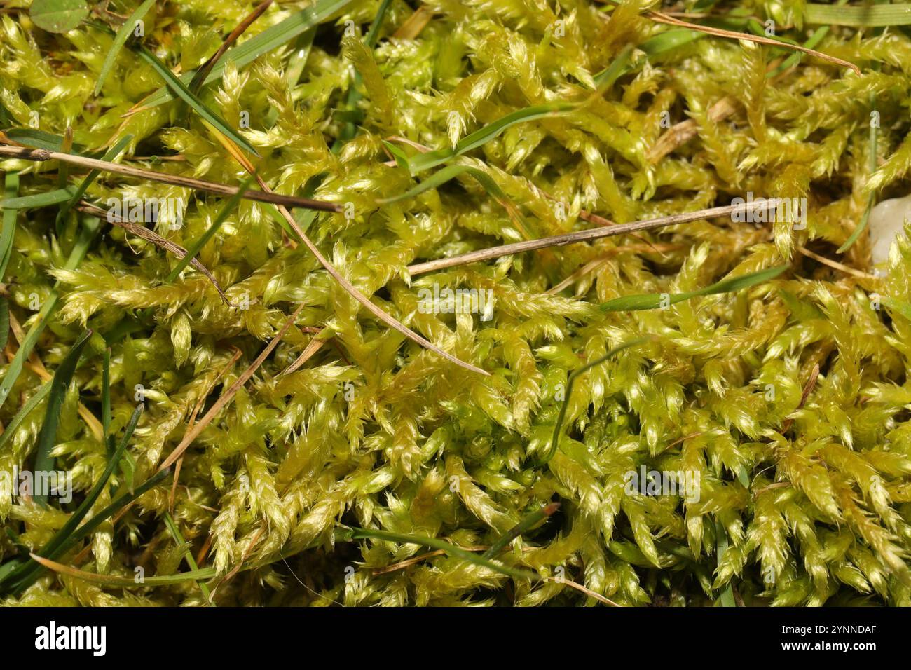 Rough-stalked Feather-moss (Brachythecium rutabulum Stock Photo - Alamy