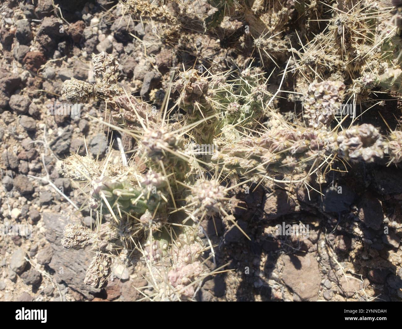 Cylindropuntia whipplei hi-res stock photography and images - Alamy