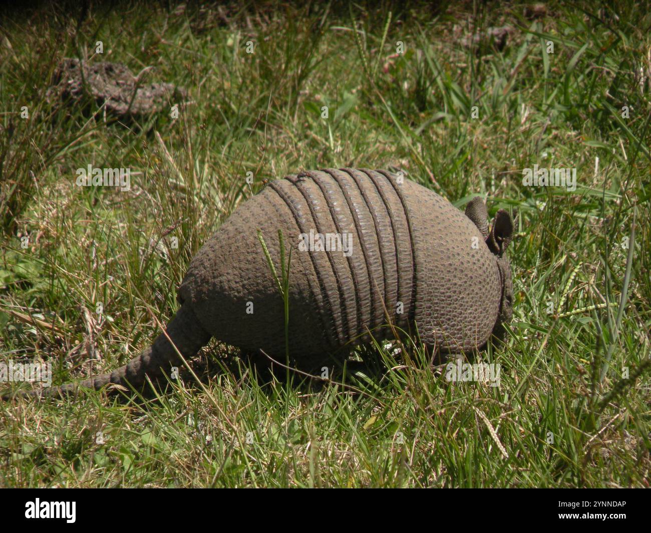 Southern Seven-banded Armadillo (Dasypus septemcinctus hybridus Stock Photo - Alamy