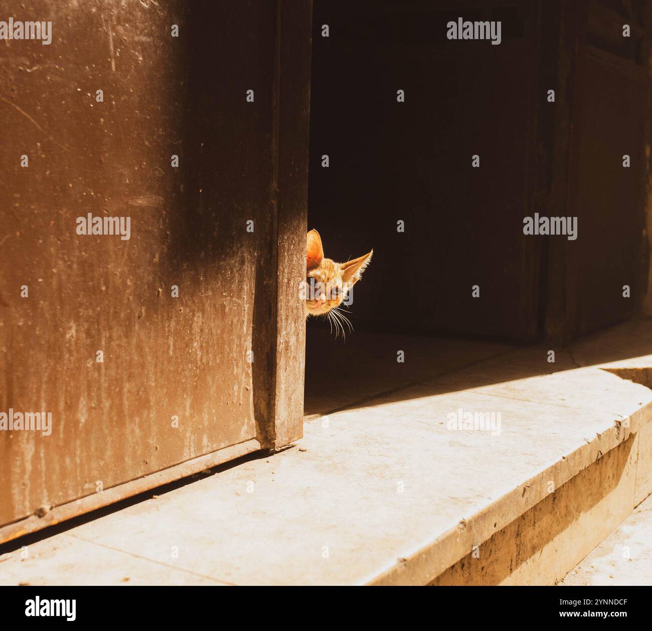 Cute curious cat Peeking out the door Stock Photo - Alamy